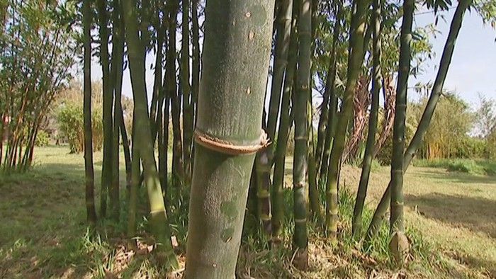 The Bamboo Man - Gardening Australia