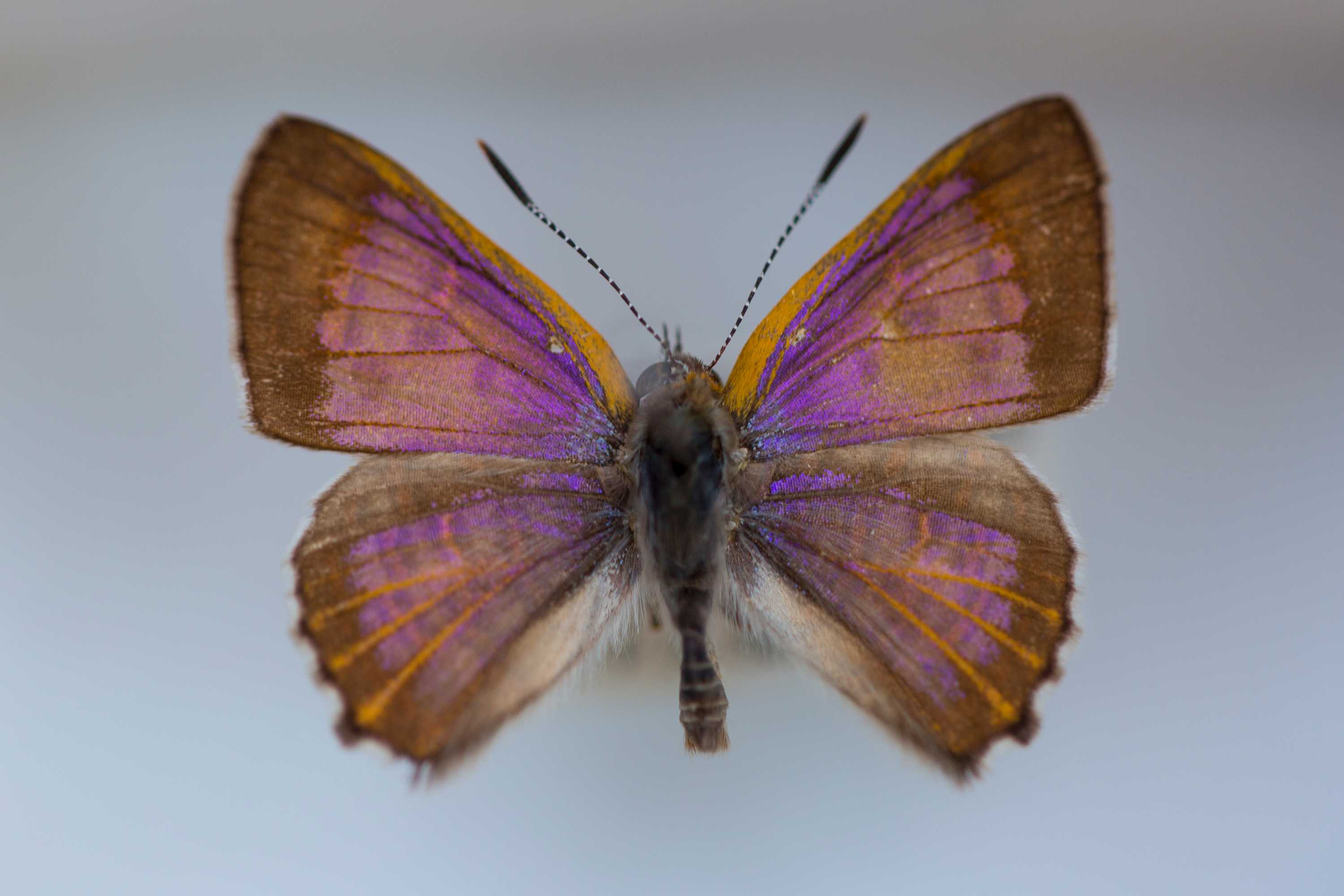 The butterfly and its goldilocks ant [RE-ISSUE] - ABC listen