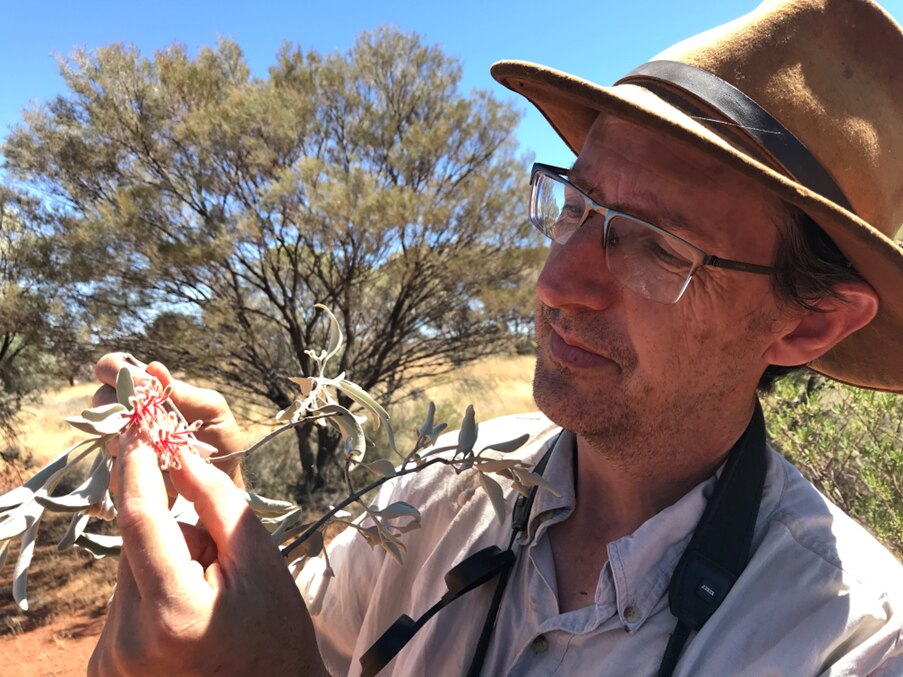 Native mistletoe blossoms as positive parasite across mainland ...