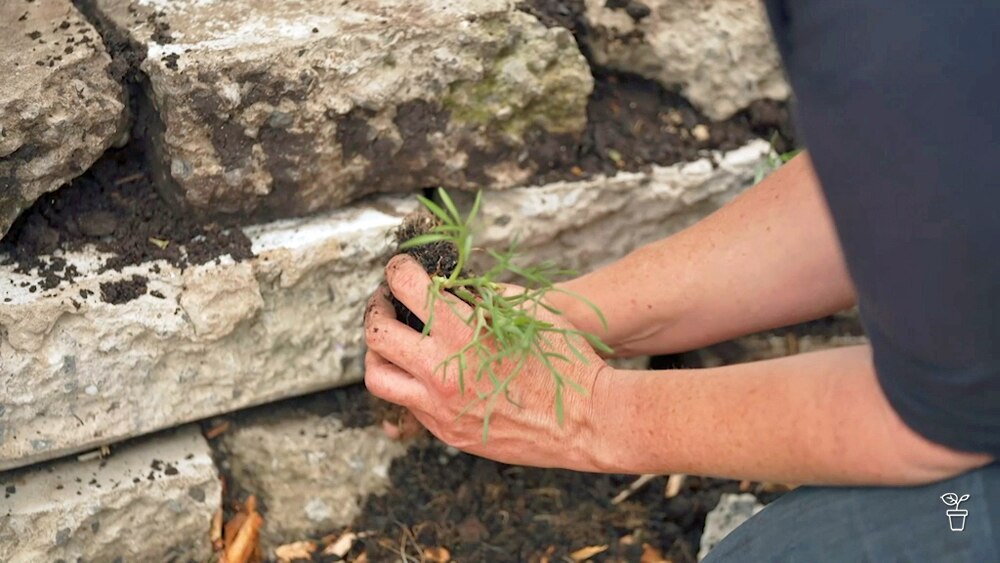 Pocket Rock-it - Gardening Australia