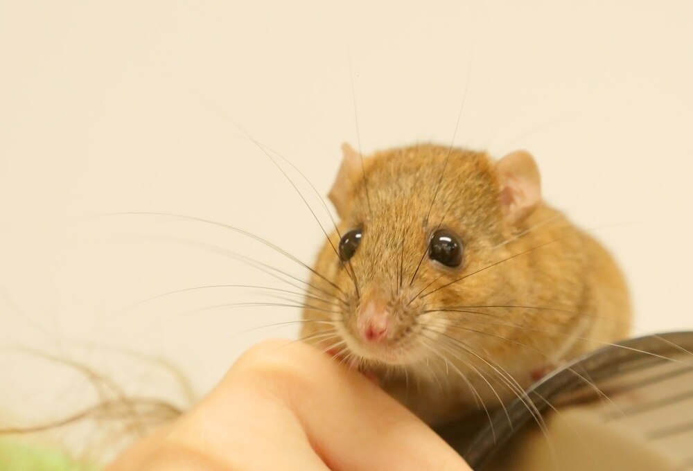 Native rats put through NASA-style tests as scientists seek climate ...