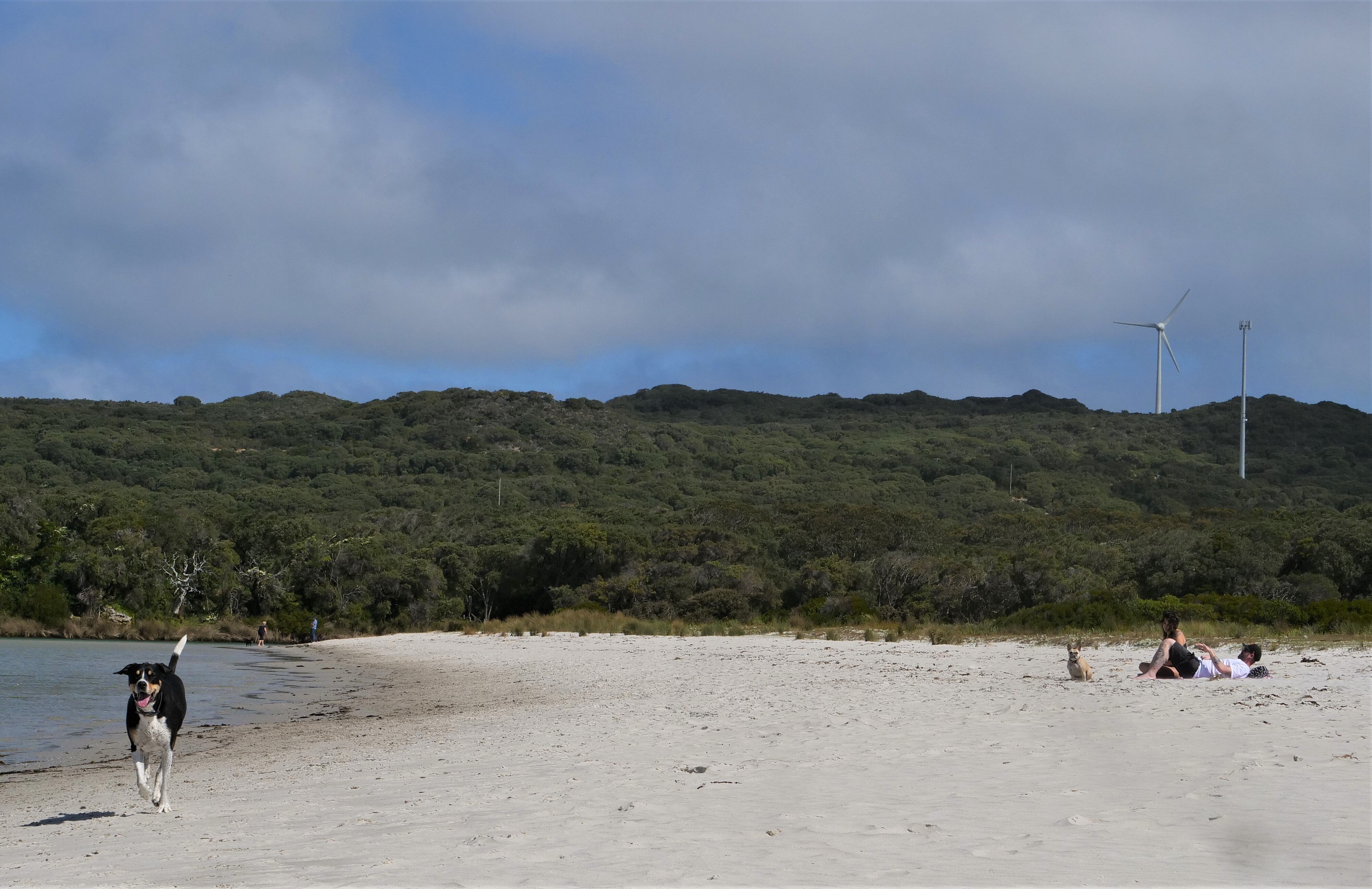 Denmark Shire dog policy divides residents, pet owners left 'confused ...