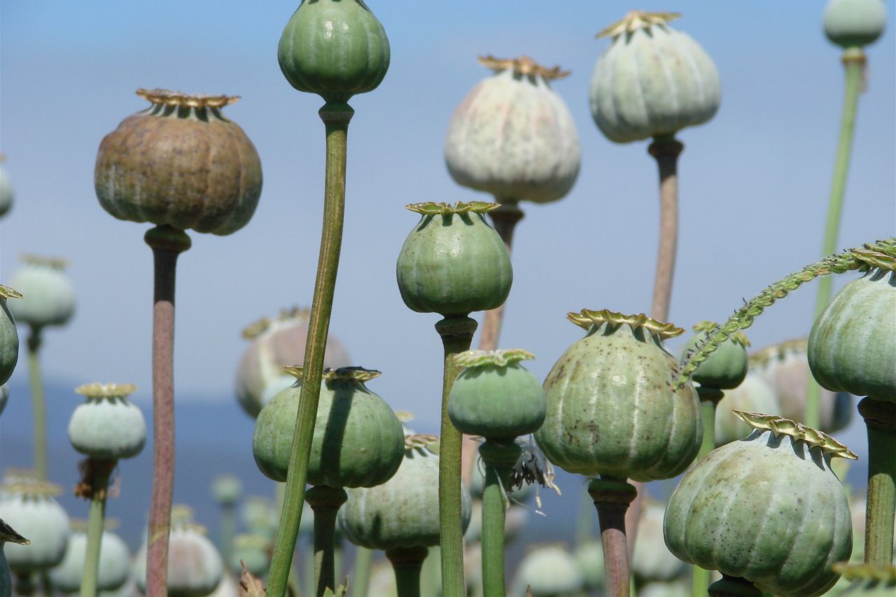 Tasmanian poppy growers cop $30m hit as orders halved due to global ...