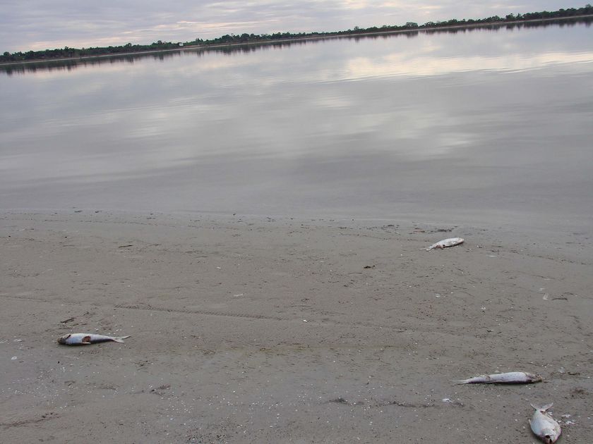 Dead fish wash up from Lake Bonney - ABC News
