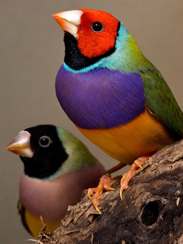 NT gold mine causes a fuss about a finch - ABC News