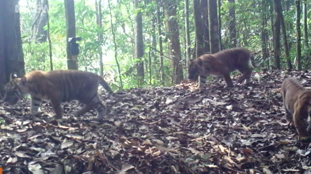 Poaching and deforestation is pushing Sumatran tigers to the brink of ...