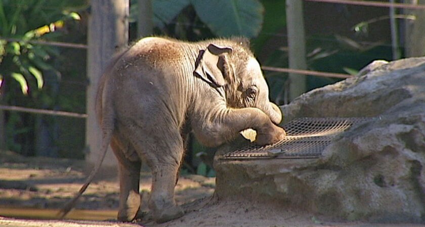 Meet 'Luk Chai' - ABC News