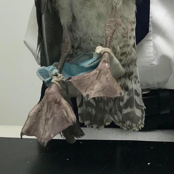 Global face mask pollution jumped nearly 9,000 per cent due to COVID ...