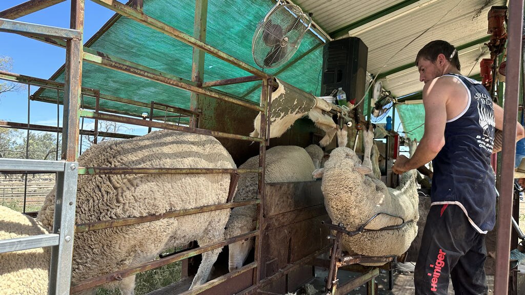 Crutching 25,000 head of sheep at Springleigh Station - ABC News
