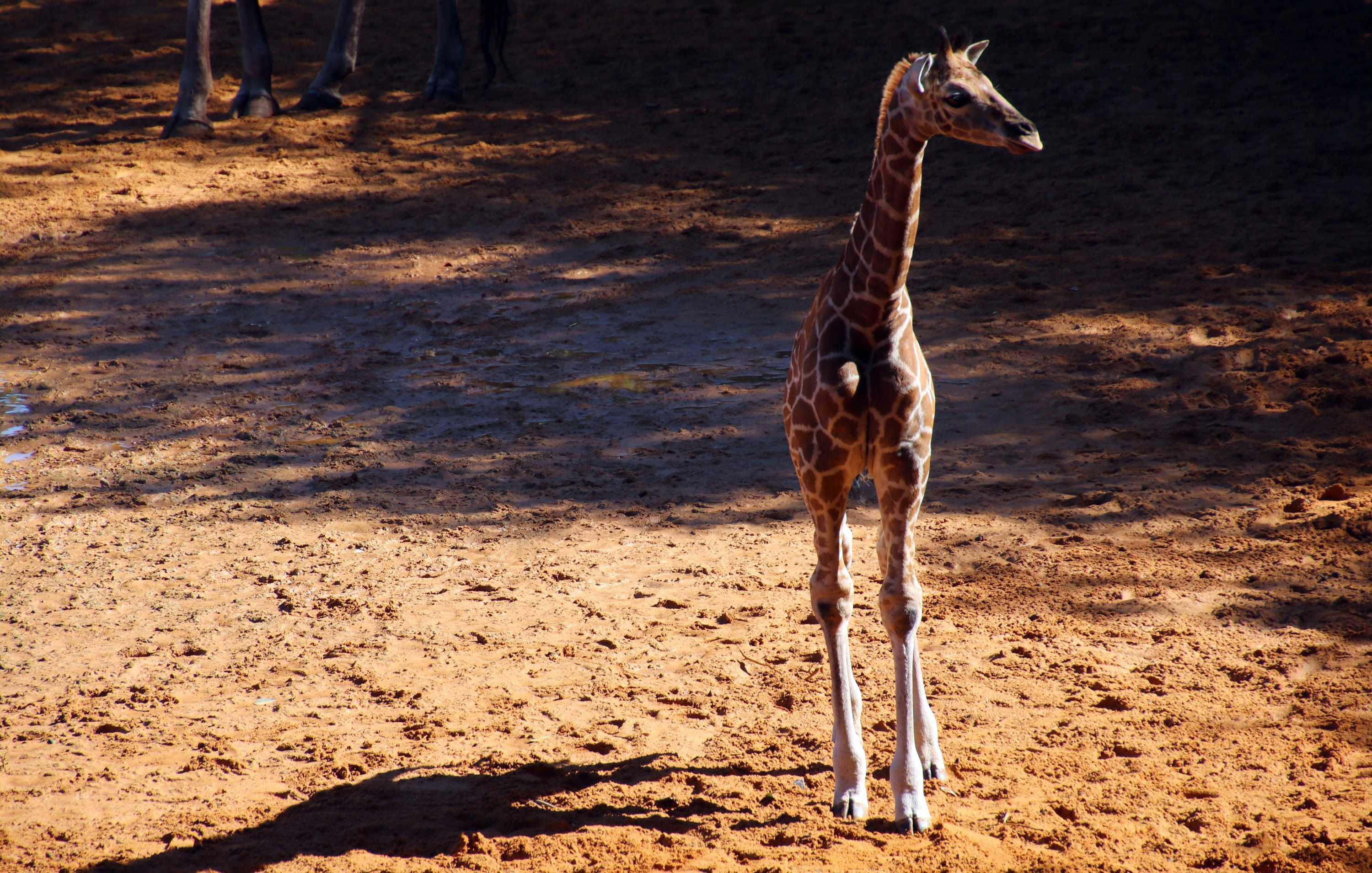 The Perth Zoo baby giraffe whose parents did not waste any time getting ...