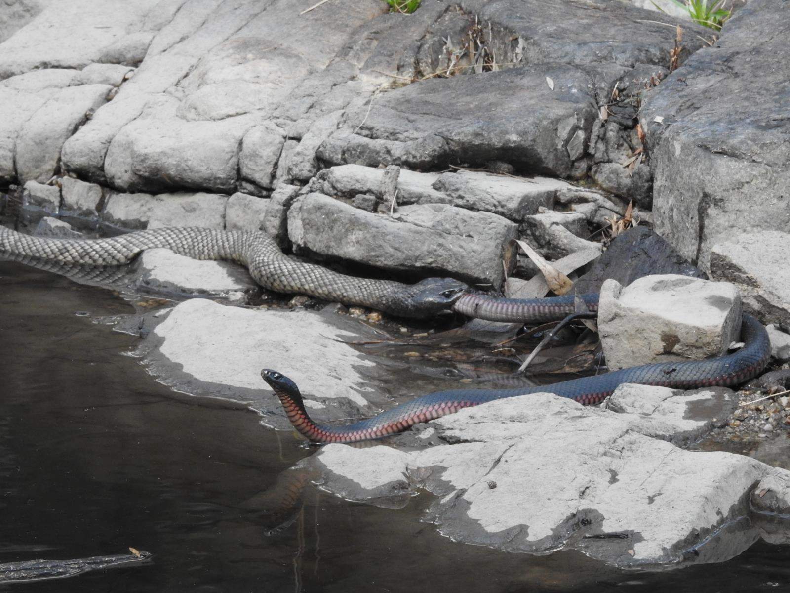 Tasty tangle as spotted black snake makes a meal of red-bellied black ...