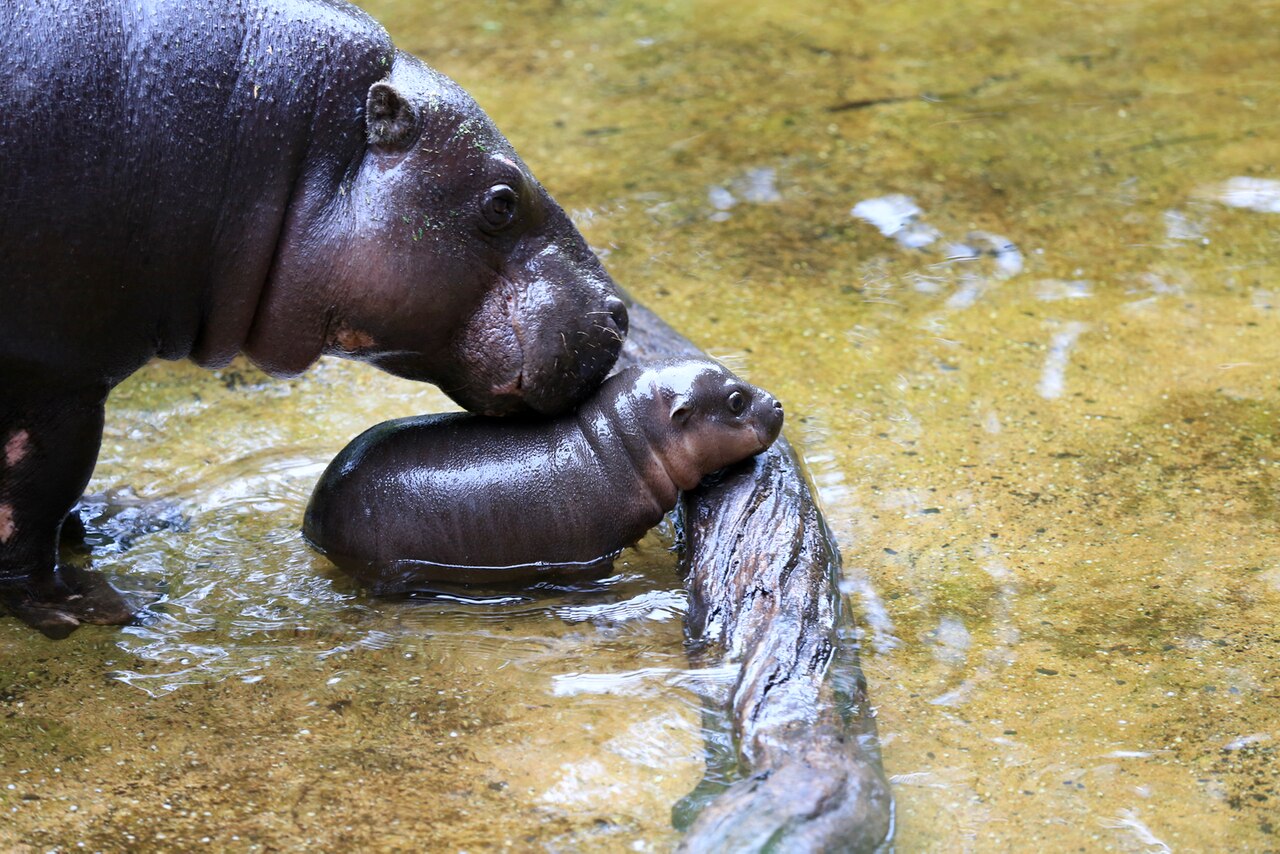 Pygmy hippo calf Obi ventures into the deep pool for a swim at ...