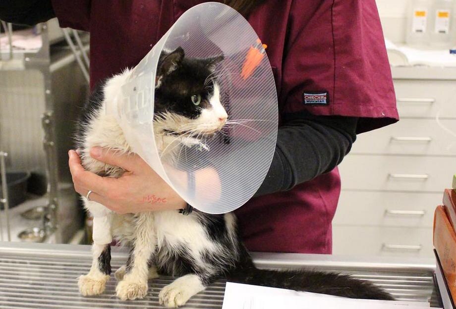 'Miracle cat' claws his way back from the dead after being buried ...