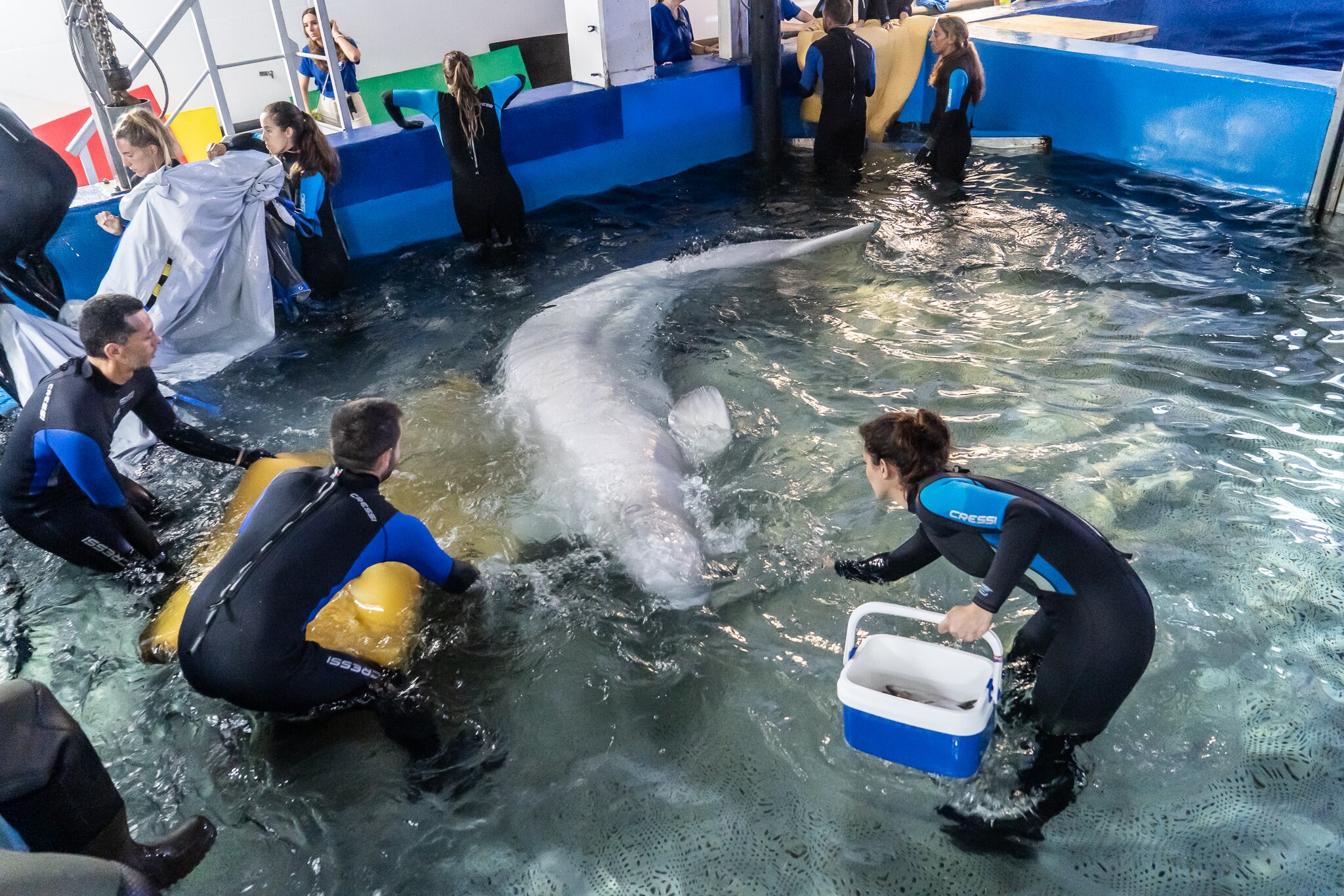 Beluga whales take gruelling journey across war-ravaged Ukraine to ...