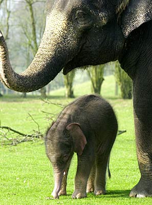 Trunks packed but elephants to stay put - ABC News