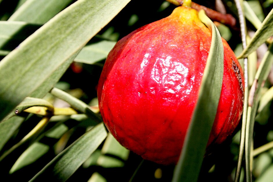 Indigenous drink makers bottle native flavours to share culture - ABC News