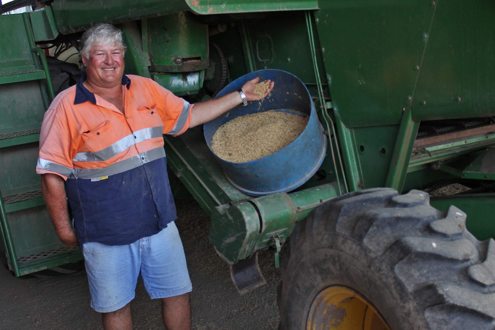 Ingham sugar cane growers try growing rice to improve soil health - ABC ...