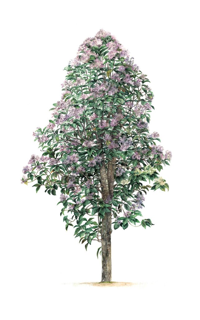 Nirupa Rao on the art and science behind illustration - ABC listen