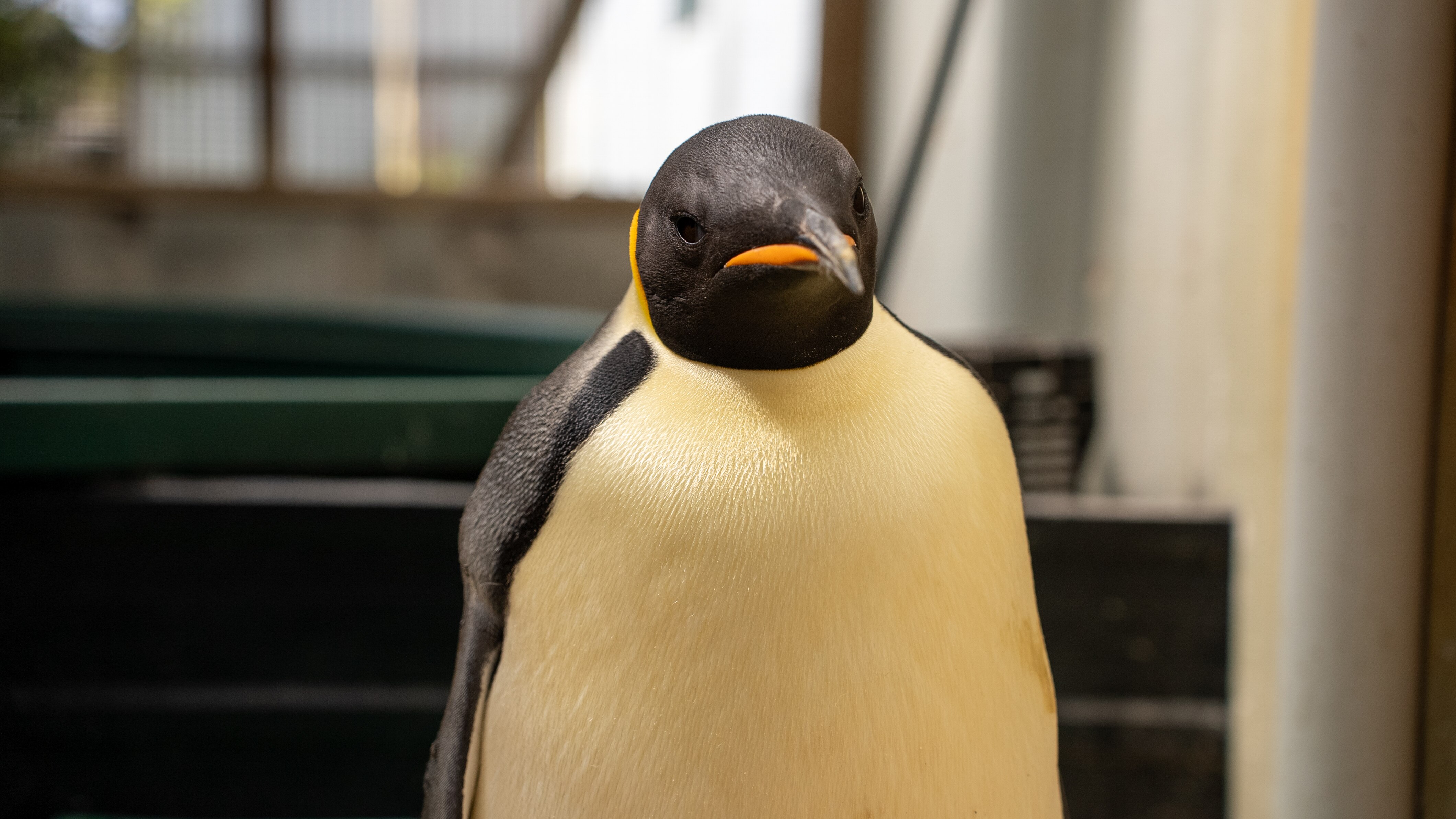 Emperor penguin recovering in care after epic journey from Antarctica ...