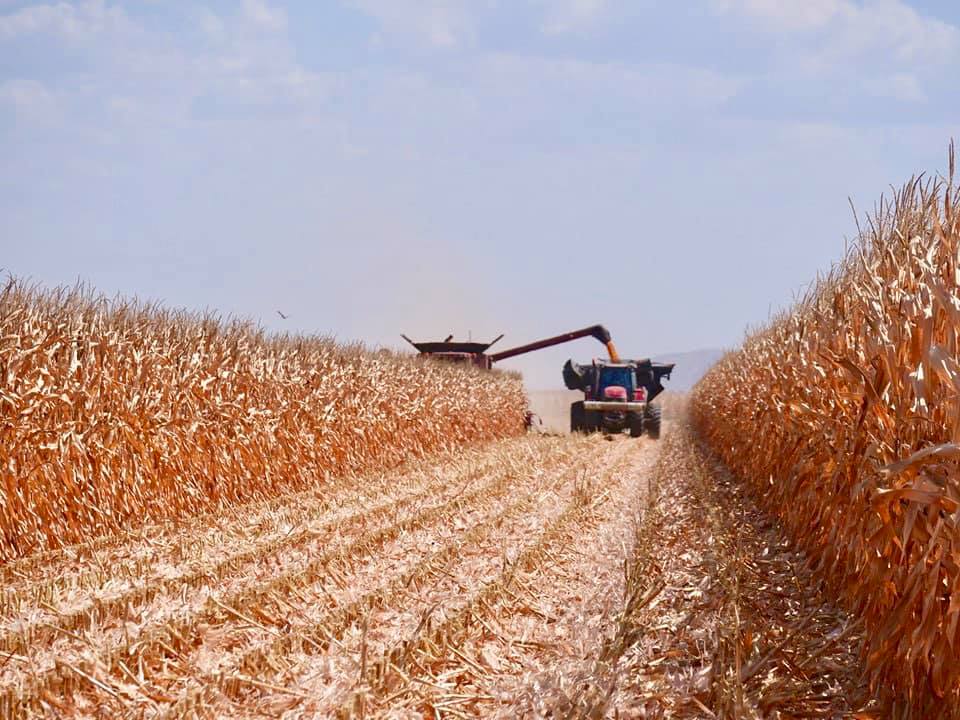 Corn exports from WA's Ord Valley biggest on record - ABC News