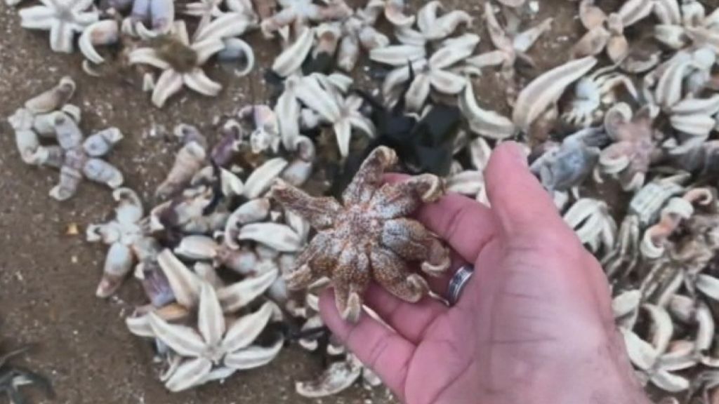 Dead starfish wash up on British beaches after freezing weather - ABC News