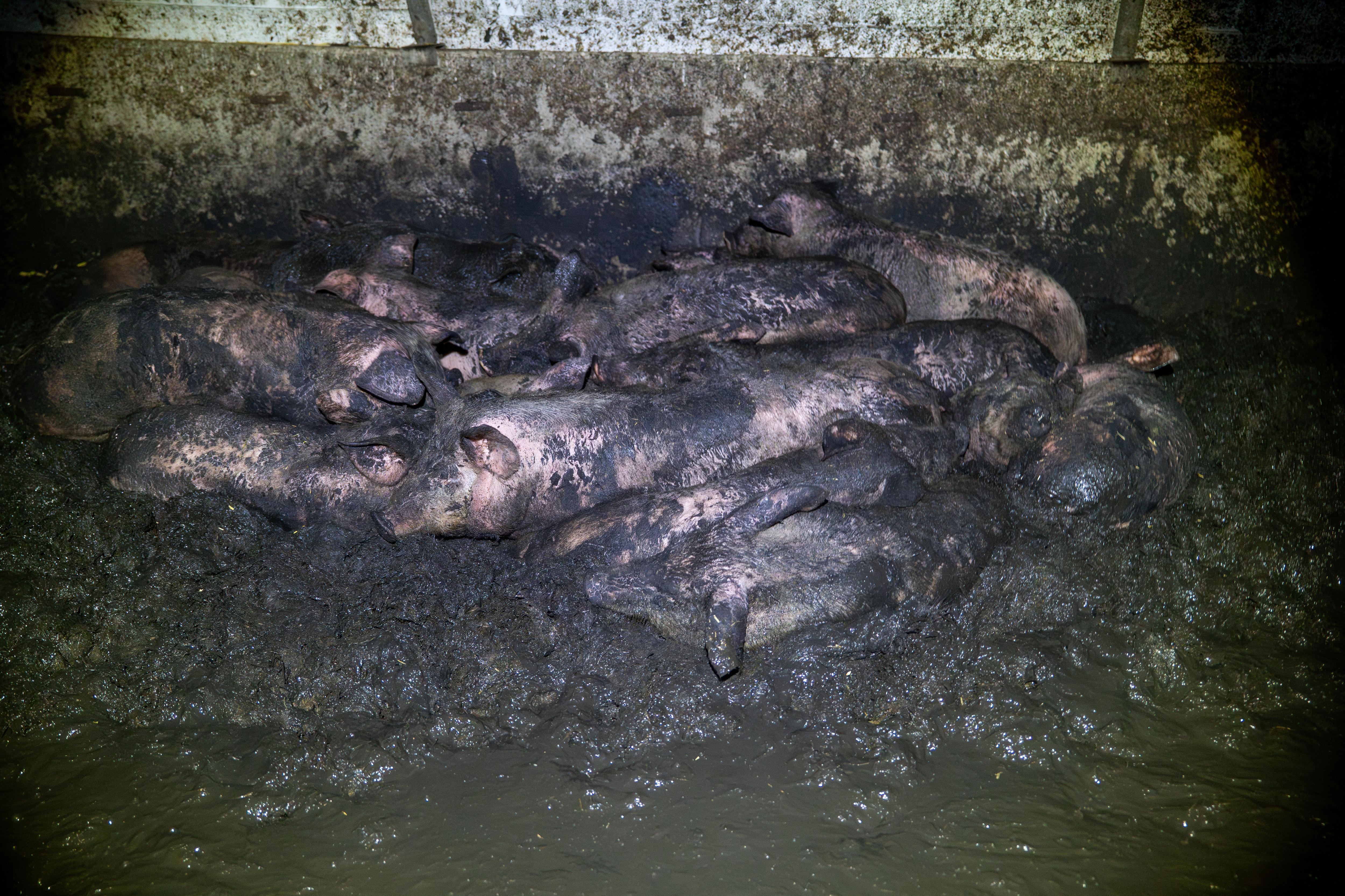 RSPCA investigates piggery after activist group footage shows pigs ...