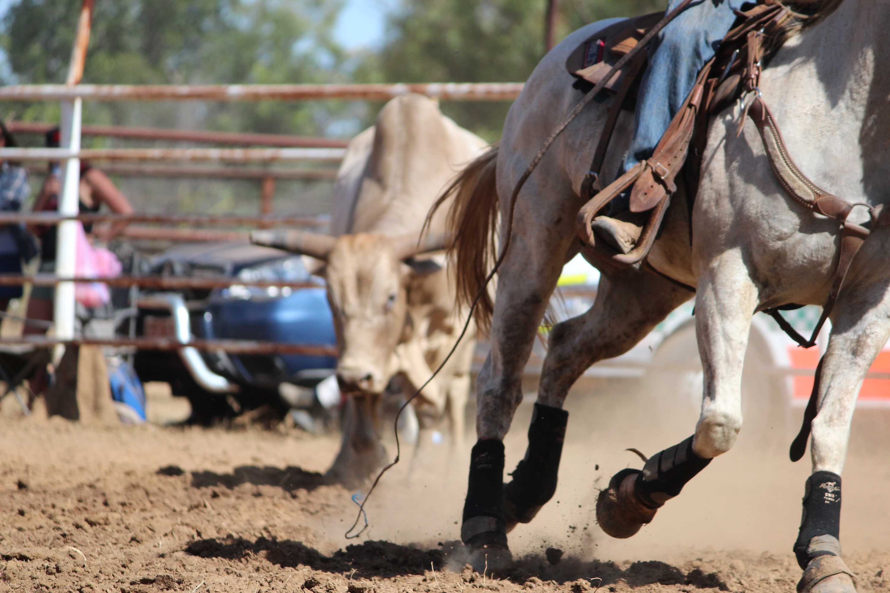 National rodeo body to strengthen Territory ties - ABC News