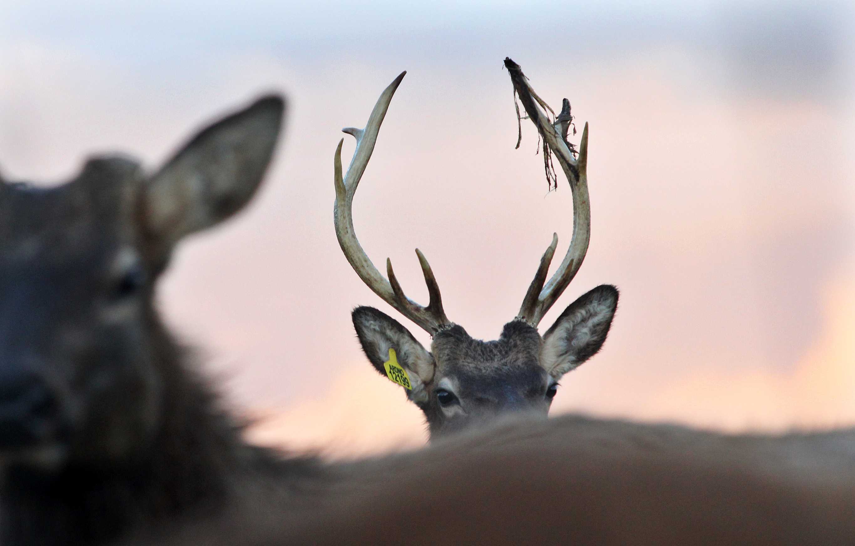 Deer control debate over protected status - ABC listen