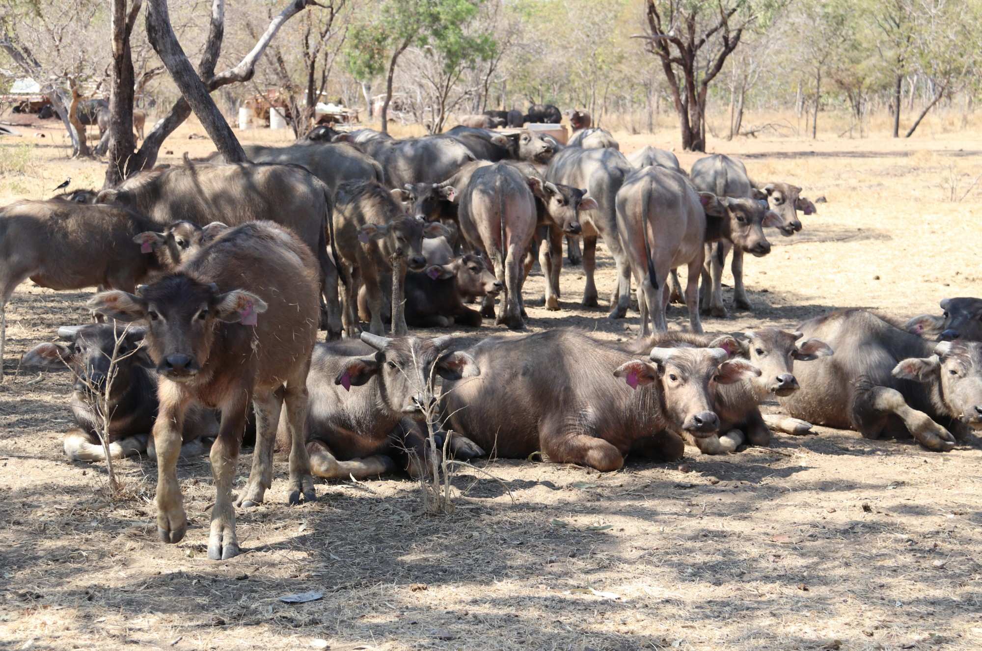 Fledgling Australian buffalo industry boosted by technical report into ...