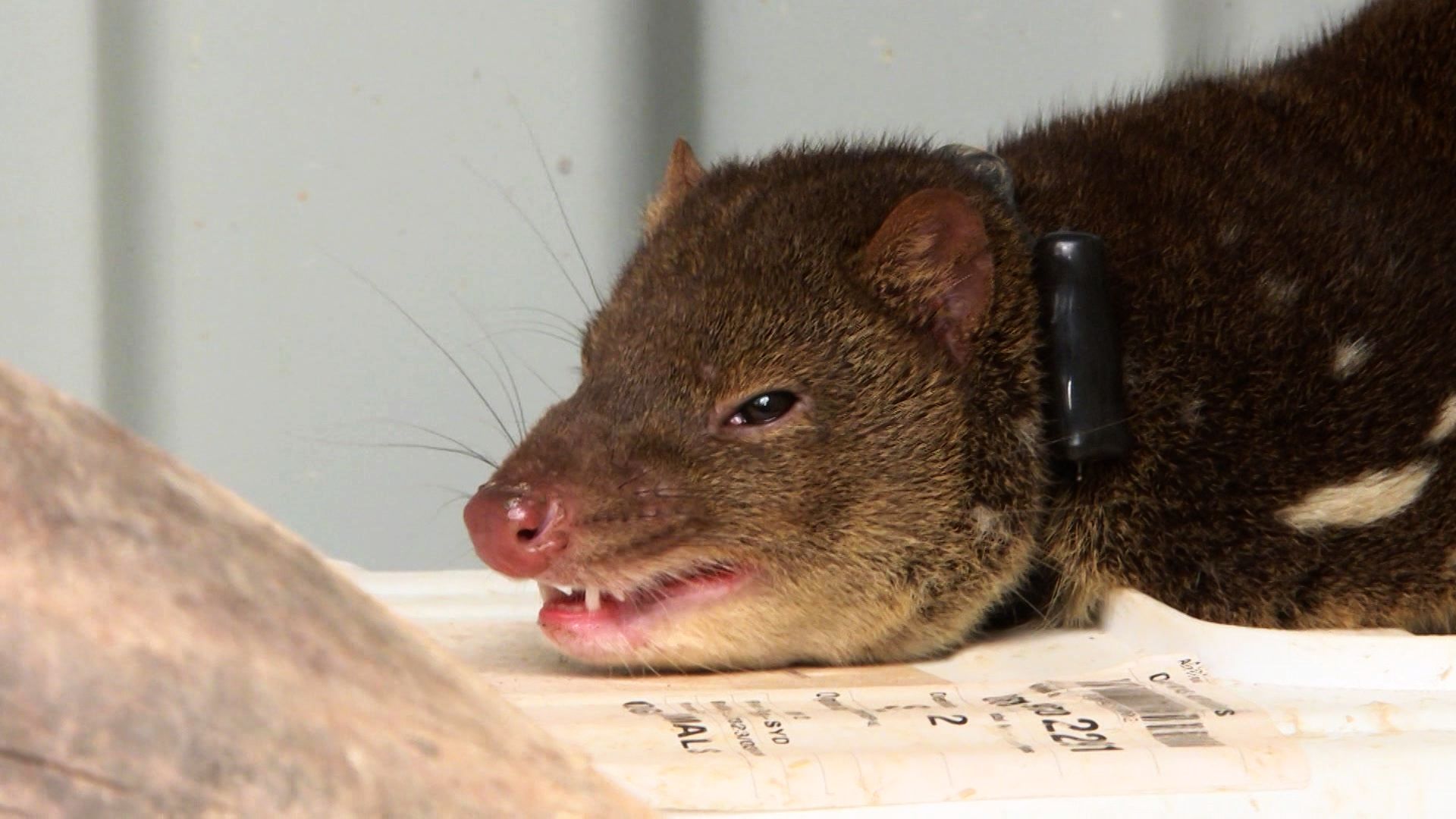 Two spotted-tailed quolls expected to 'mop up' endangered animals in ...