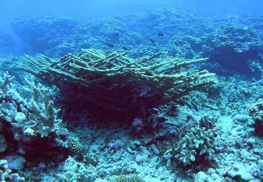Rare giant coral spotted in Pacific - ABC News