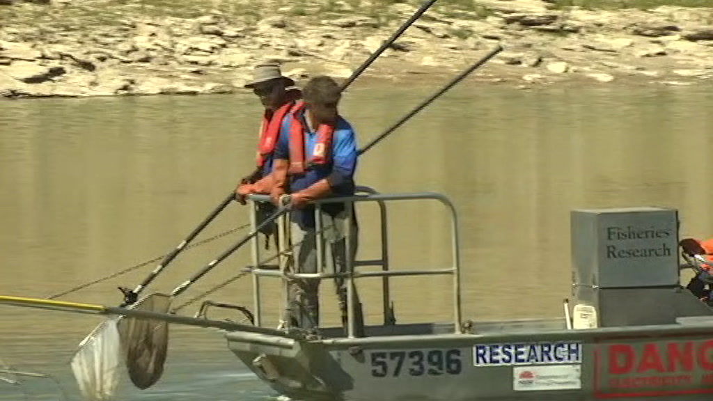 Authorities move fish from Menindee with fish kills expected over ...