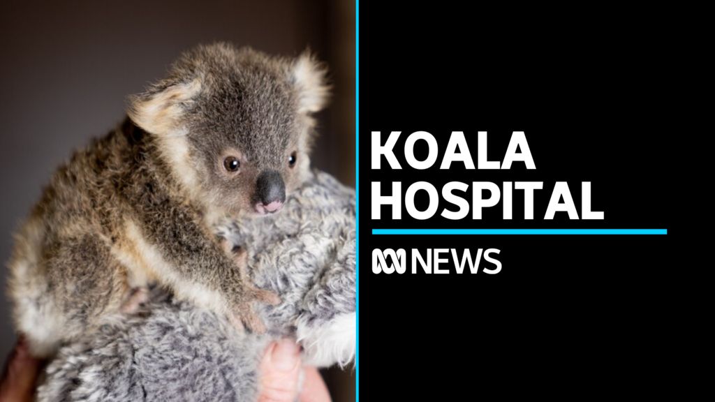 New hospital opens for koalas hurt in natural disasters - ABC News