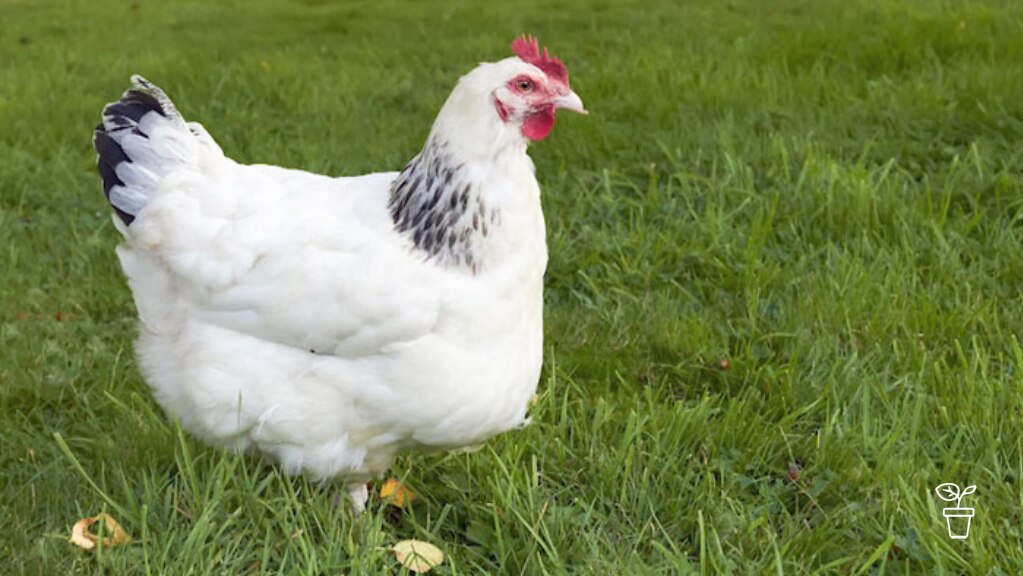 Chook Lookbook - Gardening Australia