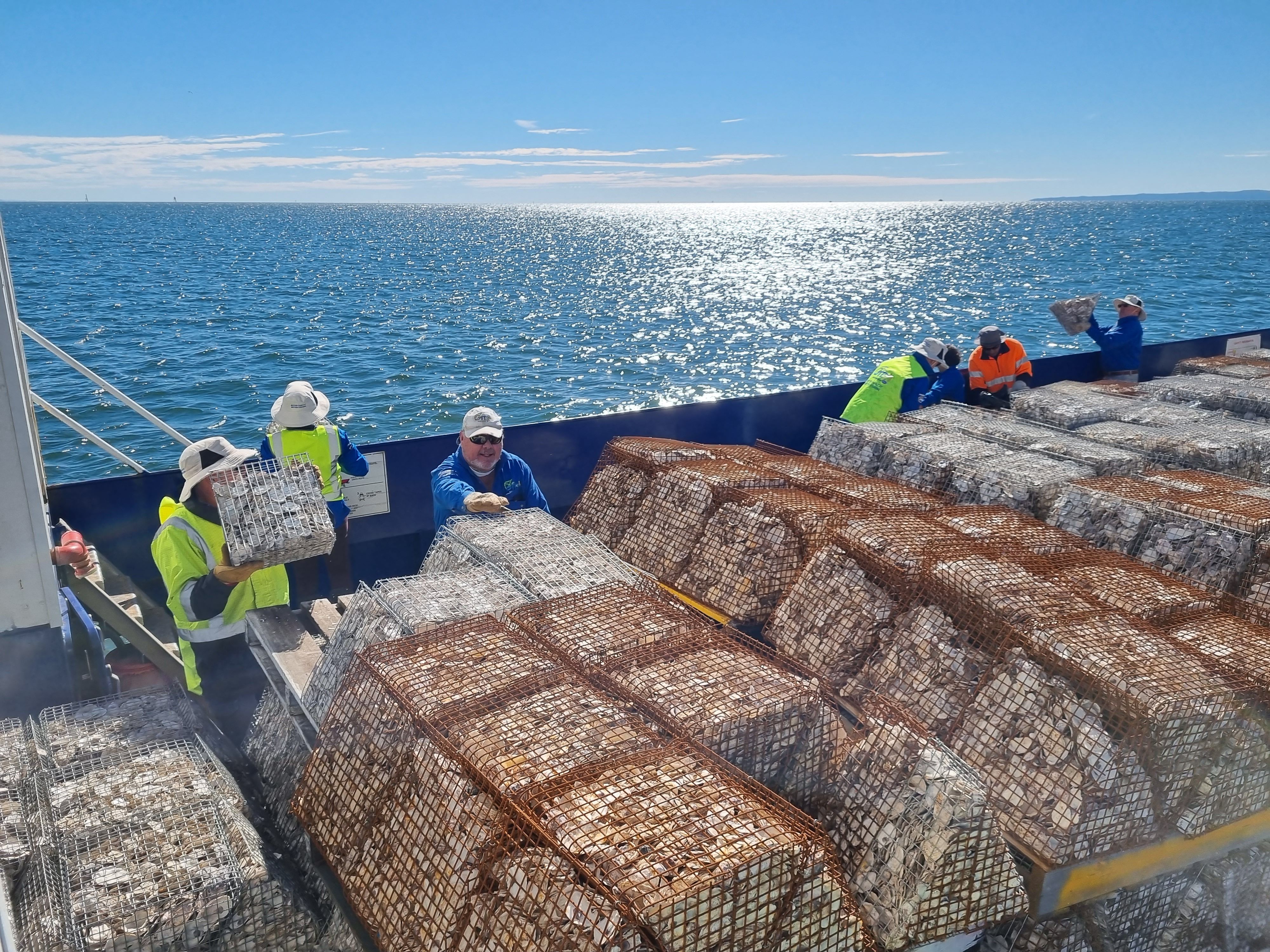 Ozfish drop more than 3,000 man-made oyster reefs at Port of Brisbane ...