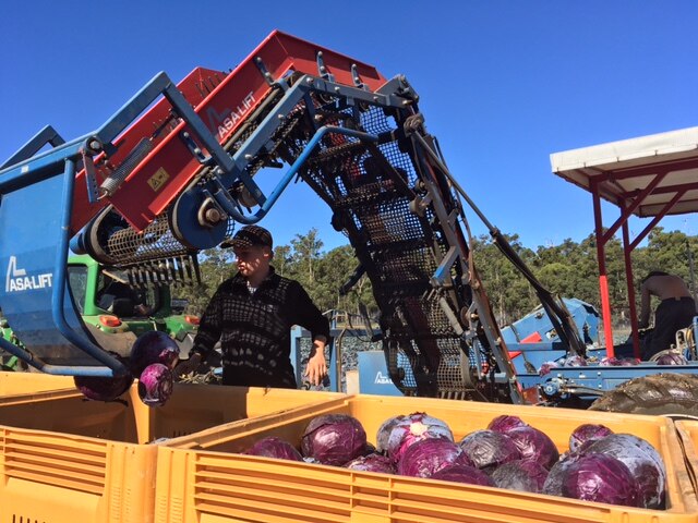 Western Australia's first mechanical cabbage harvester put to work ...