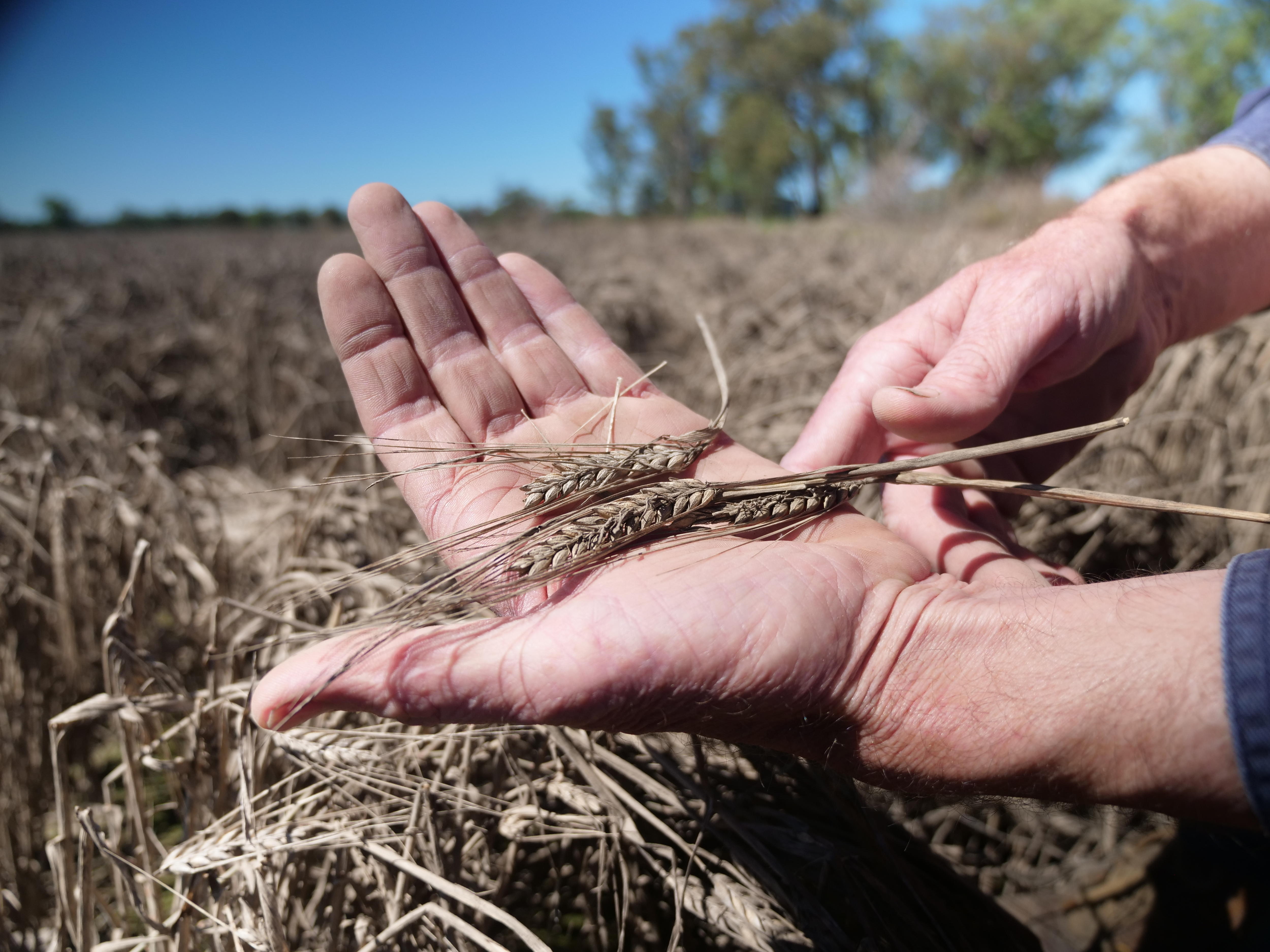 Receding waters reveal 'heartbreaking' farm damage as Queensland floods ...
