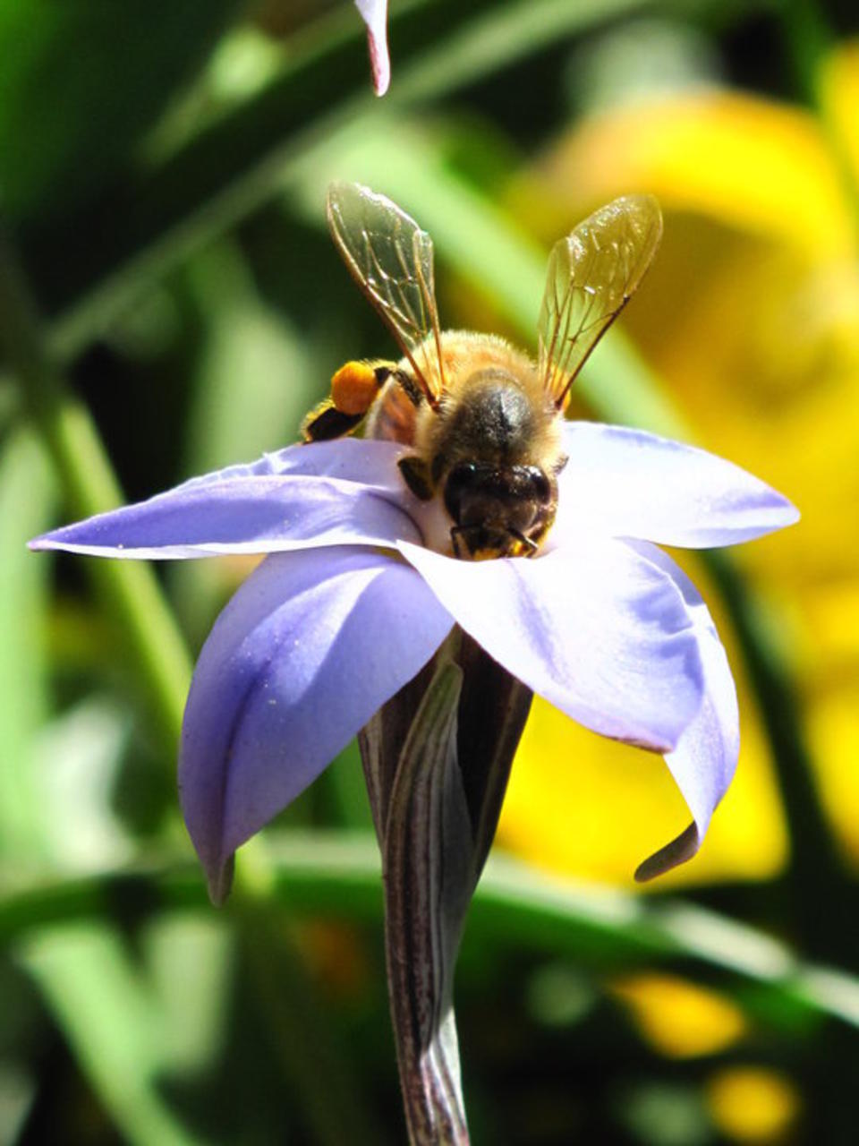 Bee literate on World Bee Day - ABC listen