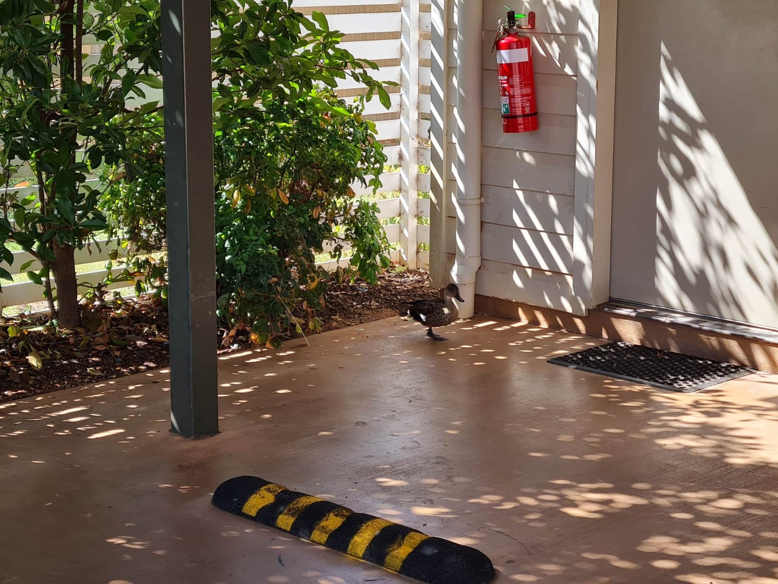 Mystery of around 50 dead ducks in western NSW town of Cobar - ABC News