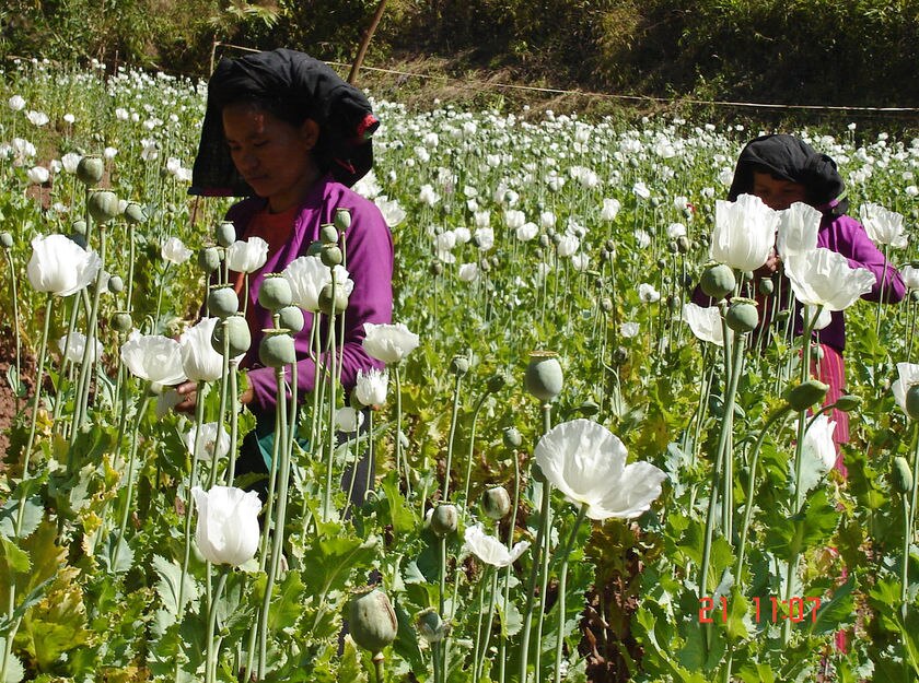 Opium surge in Golden Triangle - ABC listen