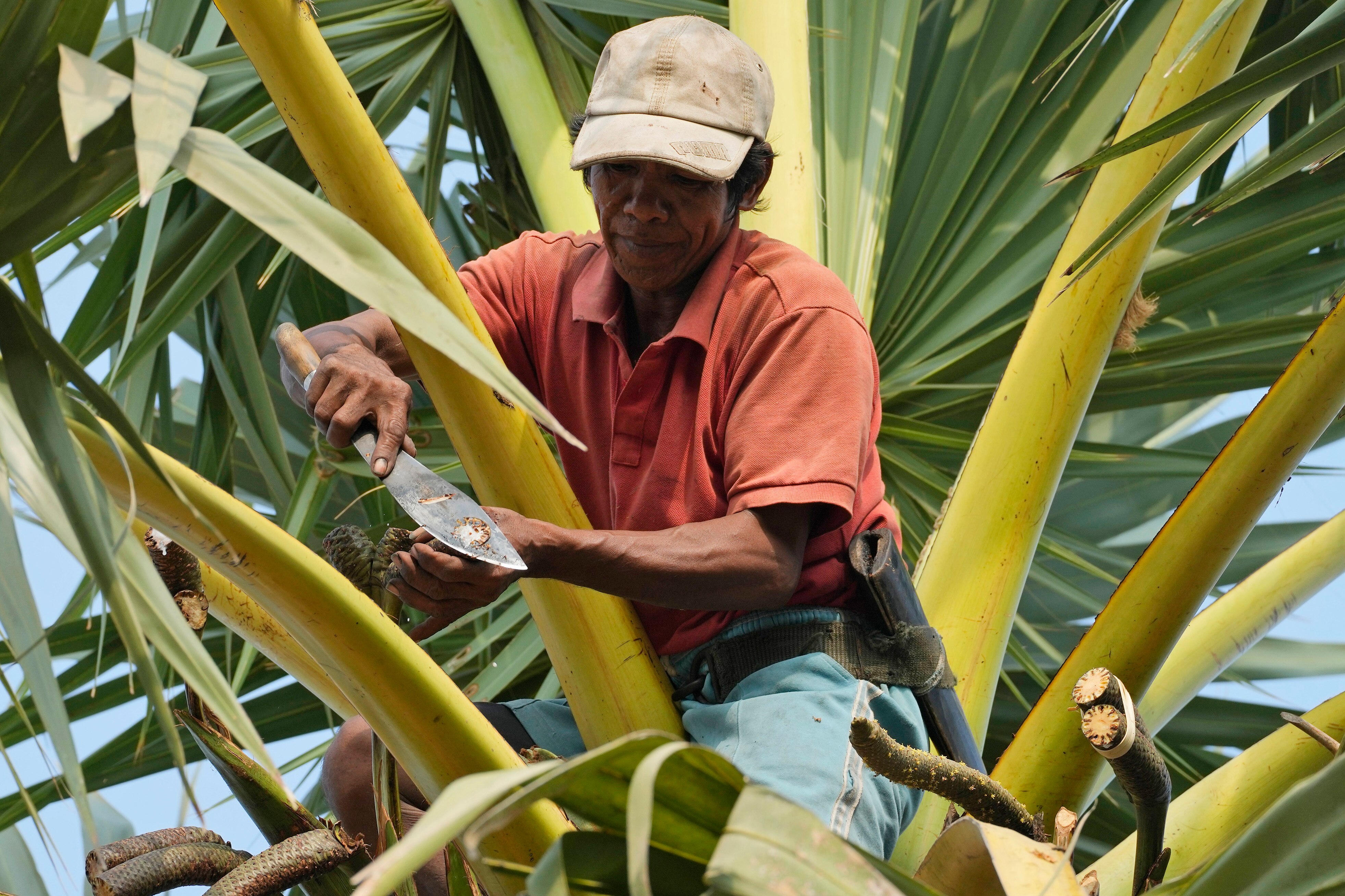 Collecting sap to make palm sugar is a laborious and less appealing job ...