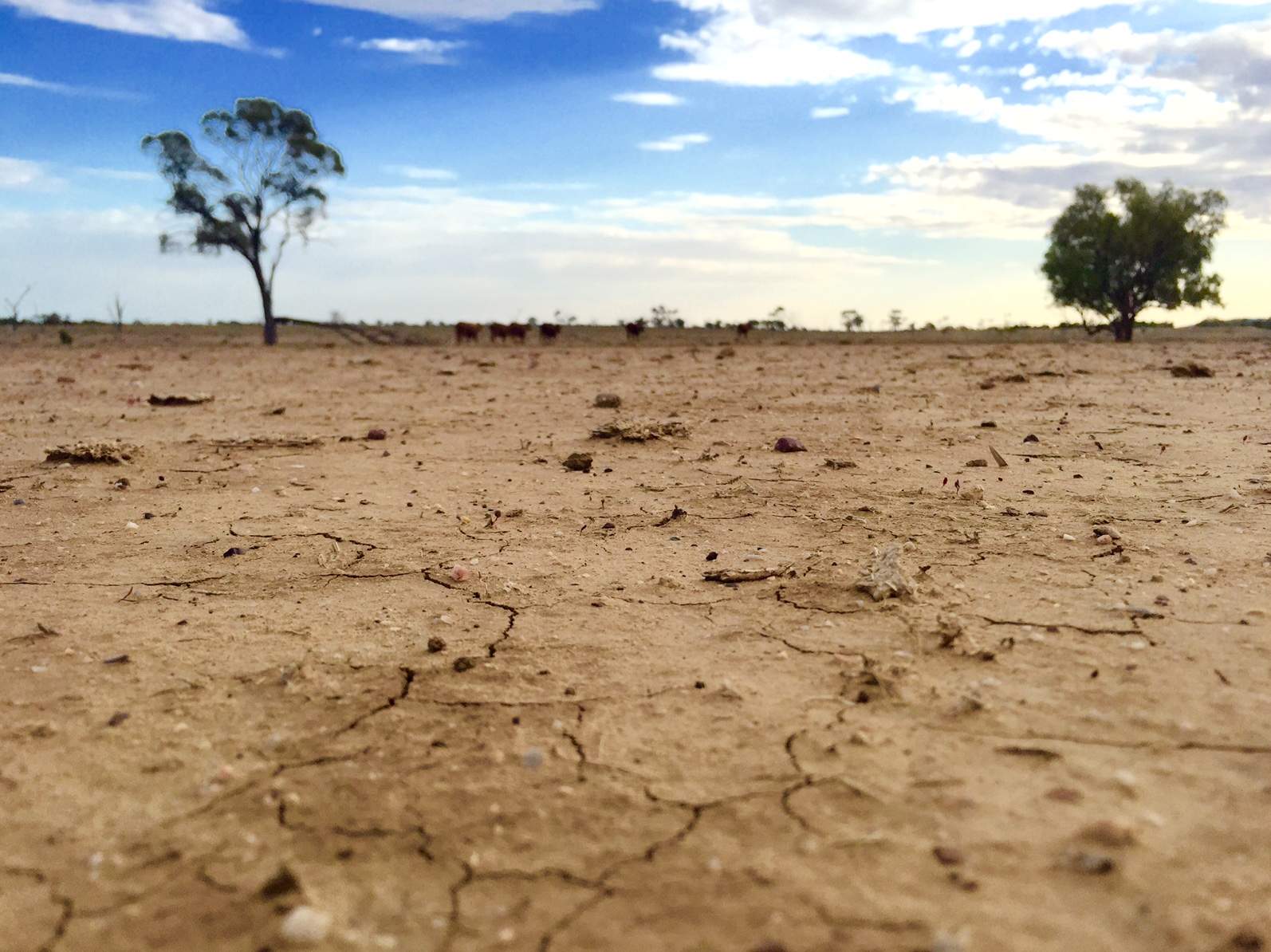 A day in the life of a drought affected farming family - ABC News