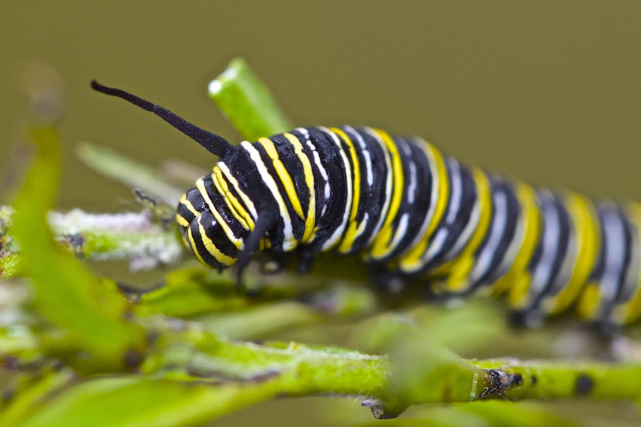 The bitter taste of the monarch butterfly - ABC listen