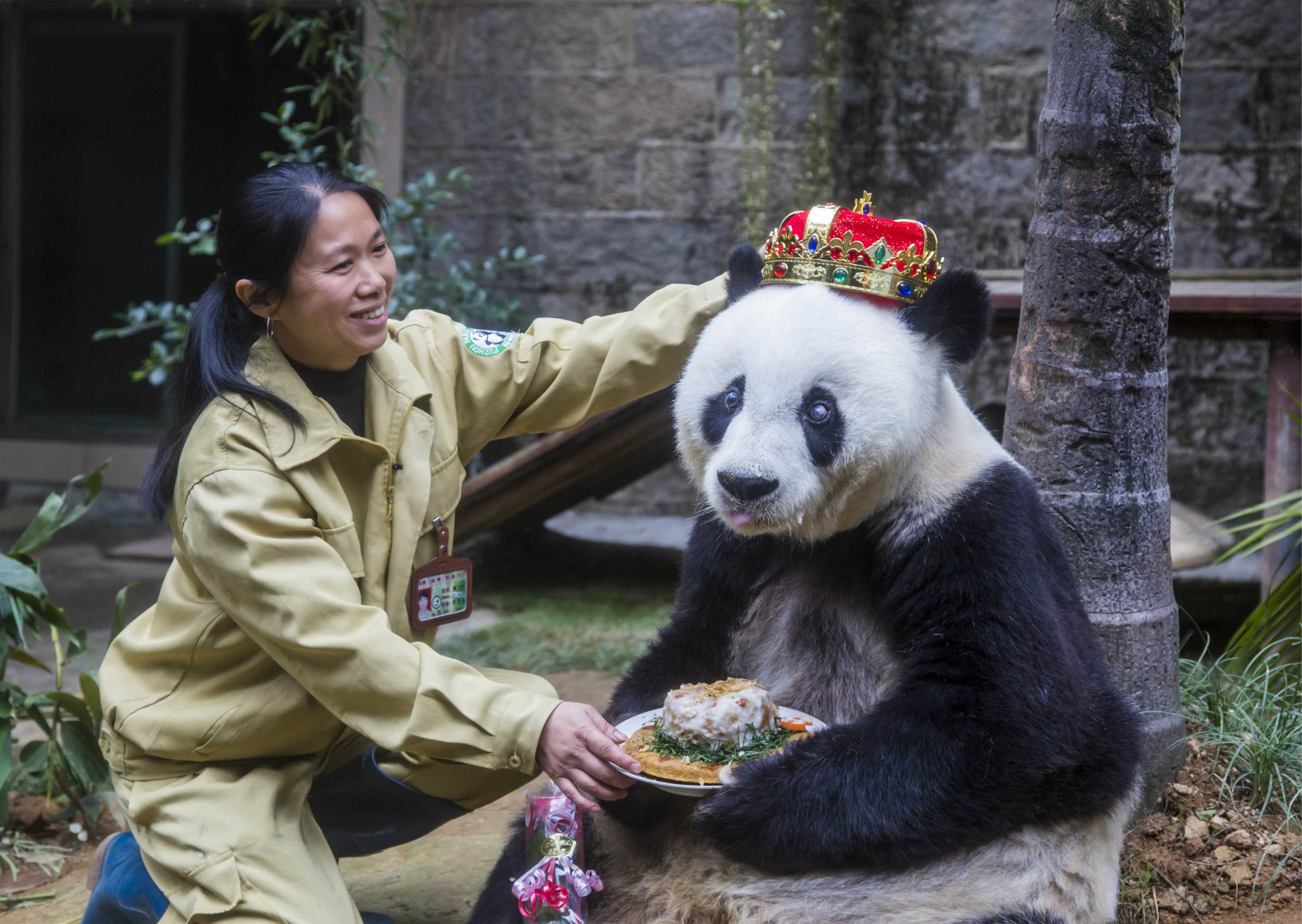 China mourns death of the world's oldest panda Basi at age 37 - ABC News