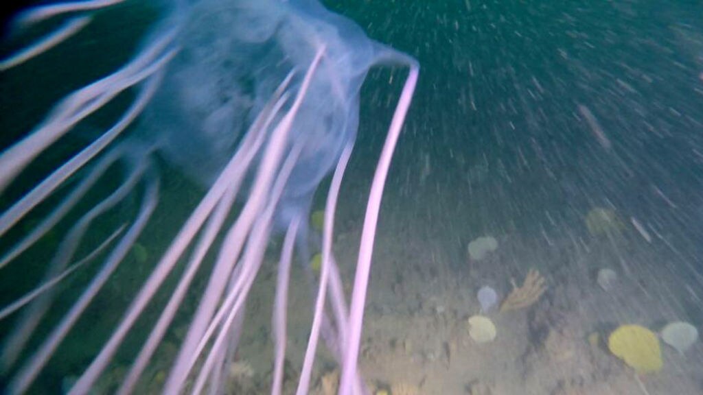Box jellyfish discovered deep underwater - ABC News