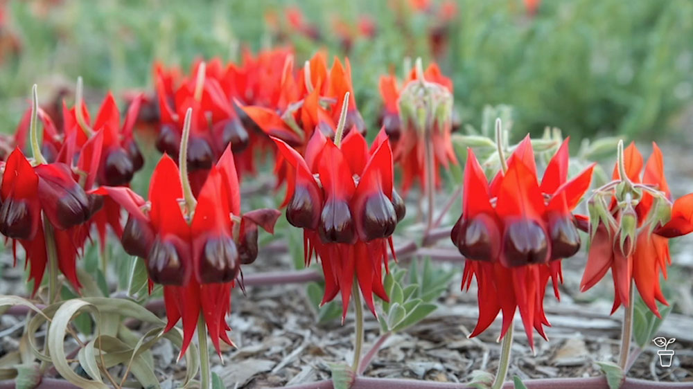 FAQs - Understorey plants | Sturt’s Desert Pea | Axils - Gardening ...