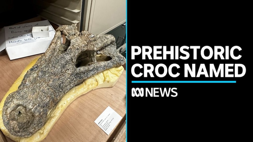Extinct Baru crocodile species named years after Alcoota fossil bed ... Extinct Baru crocodile species named years after Alcoota fossil bed ...