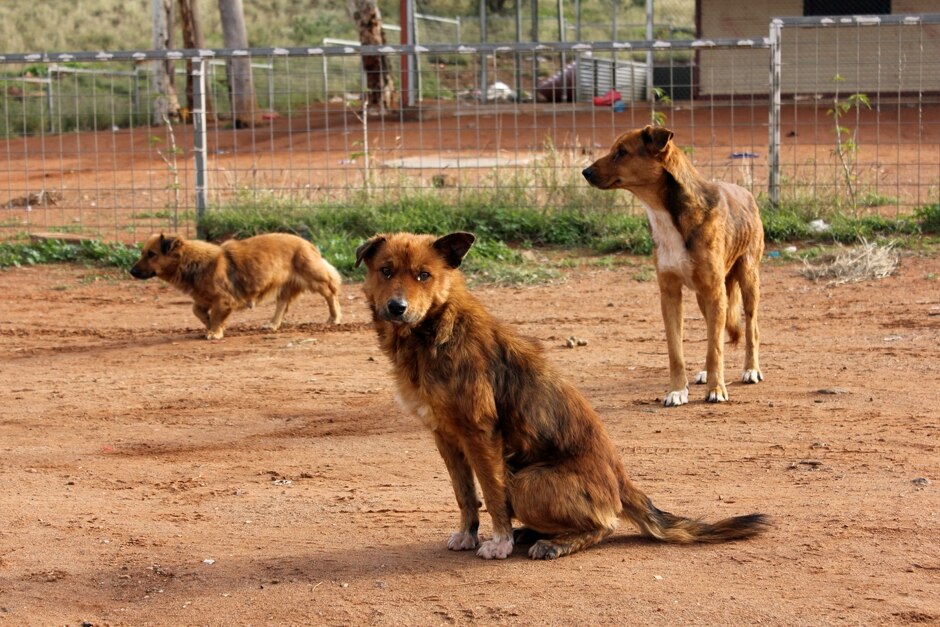 'Every possible genetic combination': The diverse street dogs of the ...