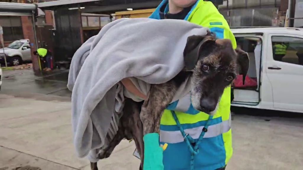 Rescued dog Atticus arrives at the Lost Dogs' Home - ABC News