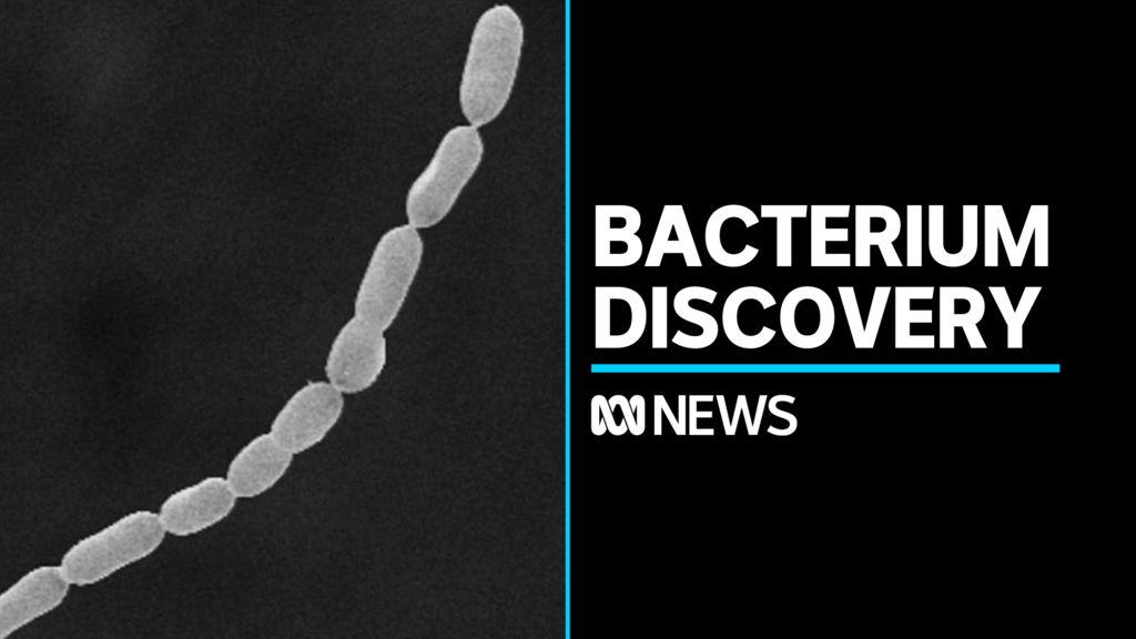 World's largest bacterium found in Caribbean mangrove - ABC News